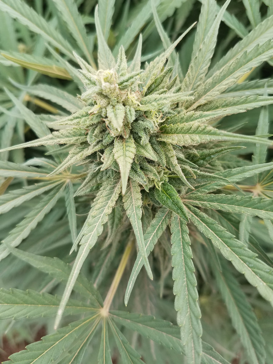 Healthy Roots Paws is Actually Certified Organic