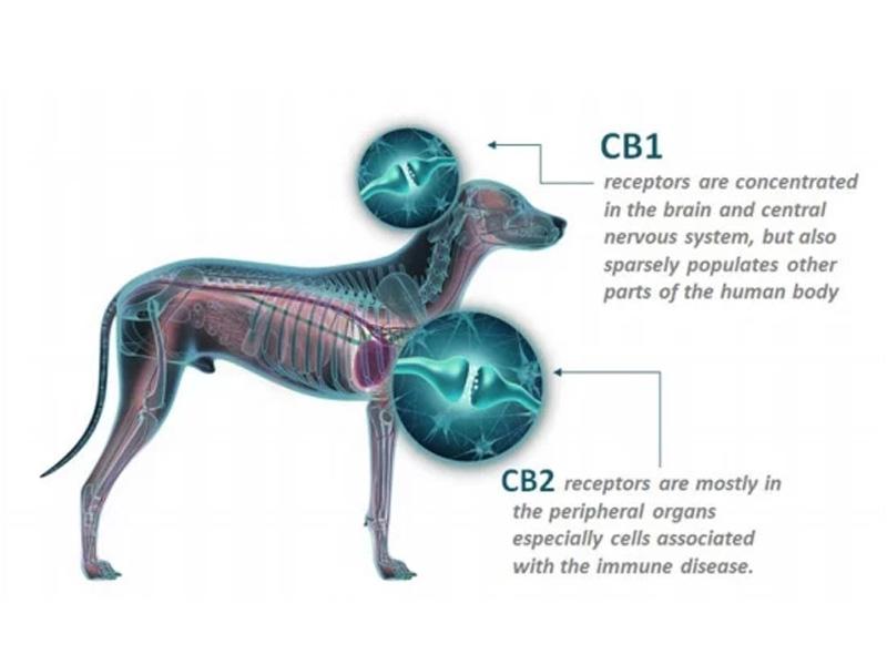 Your Pet's Endocannabinoid System – Healthy Roots Paws